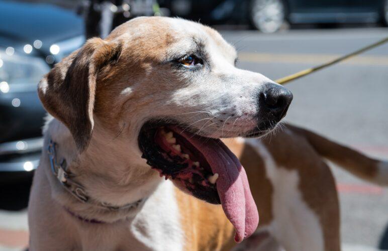 Rural Dog Rescue – Forever true to "the Underdog"