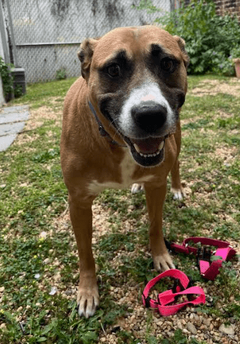 Ripley Rural Dog Rescue