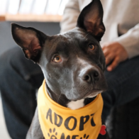 Rural Dog Rescue – Forever true to "the Underdog"